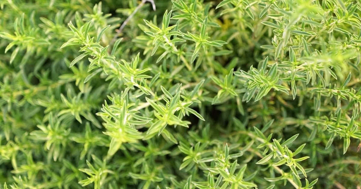 Satureja Montana - Cupid's Love Tea