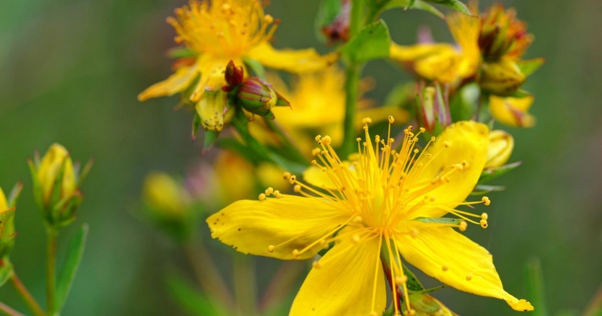 Hypericum Perforatum - Cupid's Love Tea